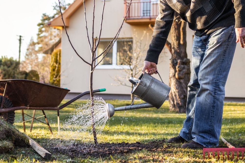 A guide to planting trees in winter - Everton Nurseries Ltd - Garden ...
