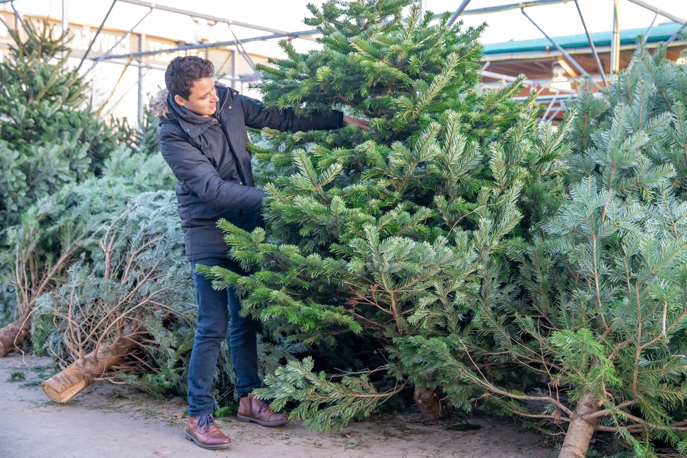 How to choose the right Christmas tree - Everton Nurseries Ltd - Garden ...