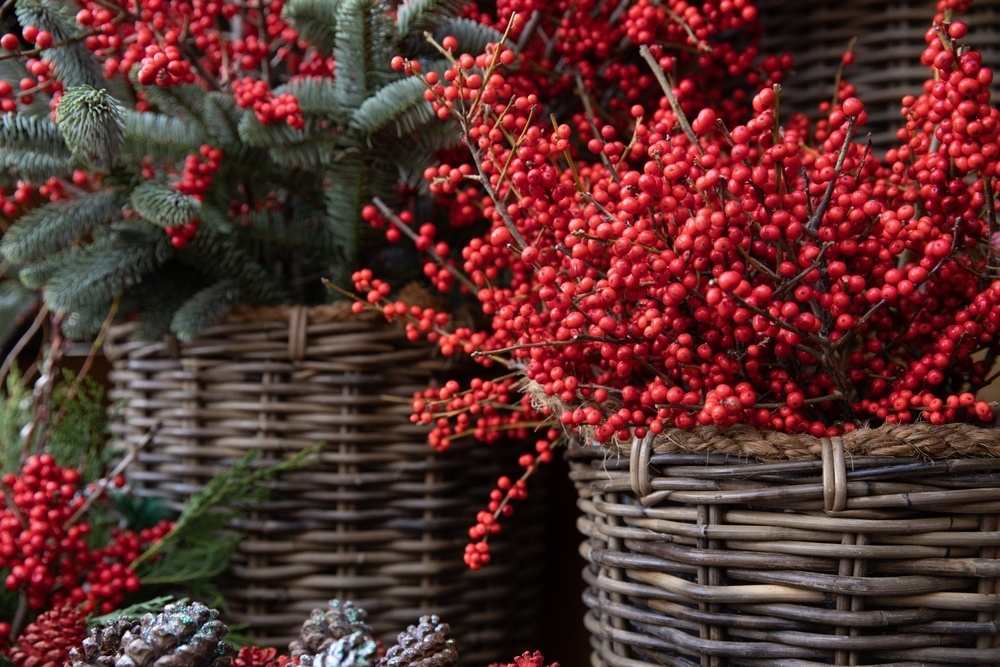 Top five winter-interest plants for your garden and balcony - Everton ...